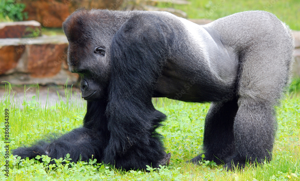 Silver back gorillas are ground-dwelling, predominantly herbivorous ...