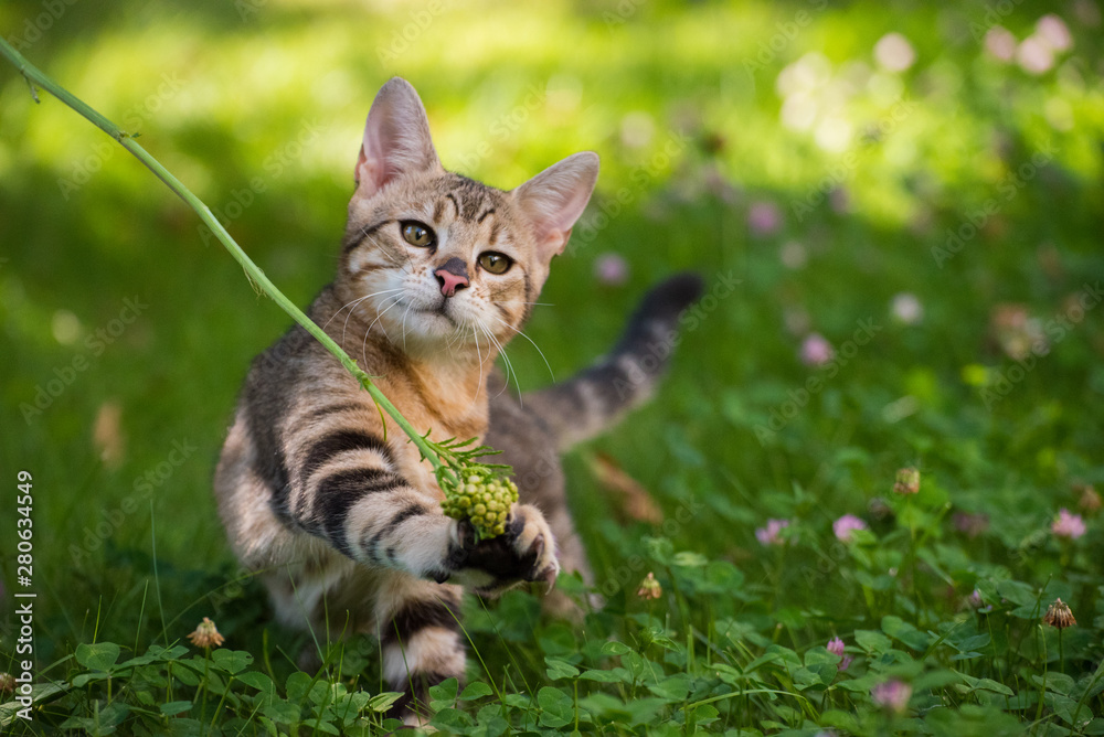 Gato jugando Stock Photo | Adobe Stock