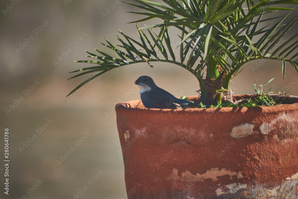 Aves posadas en ramas y en pleno vuelo Stock Photo | Adobe Stock