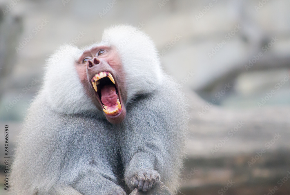 Baboon monkey Pavian, genus Papio screaming out loud with large open ...