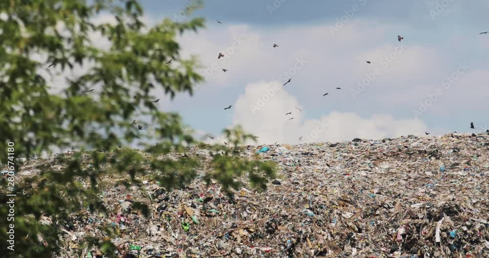 Trash, litter, rubbish in dump with green tree branch in frame. Birds ...