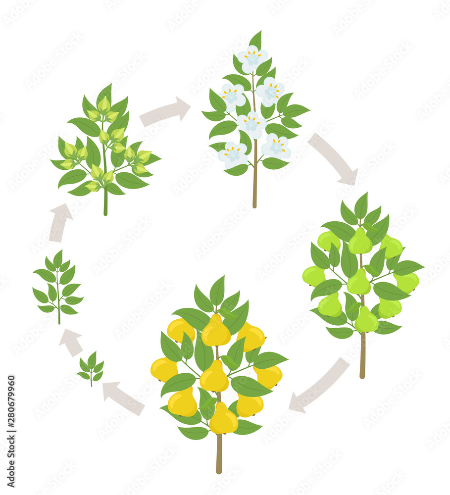Pear tree growth stages. Vector illustration. Ripening period ...