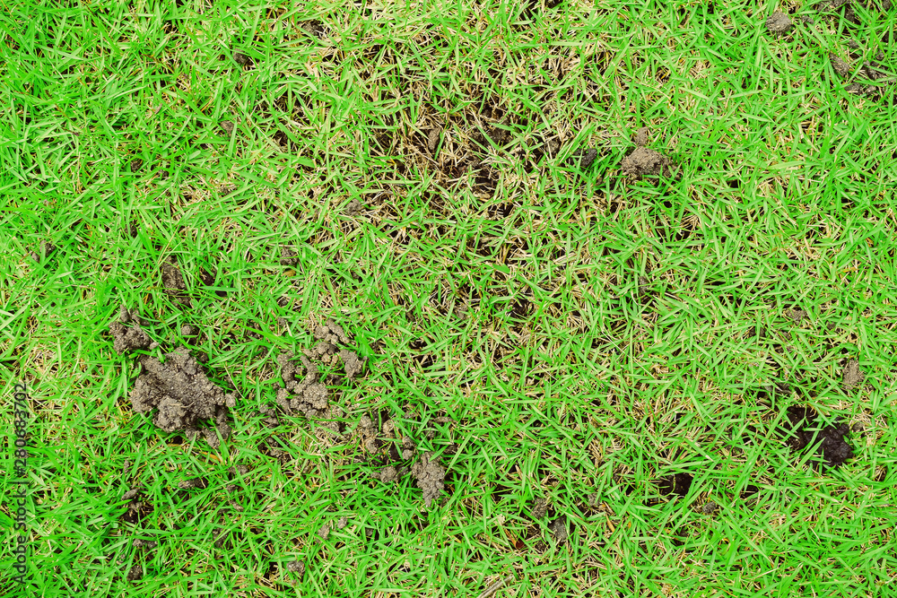 grass on a green background, The grassy ground with many earthworms ...