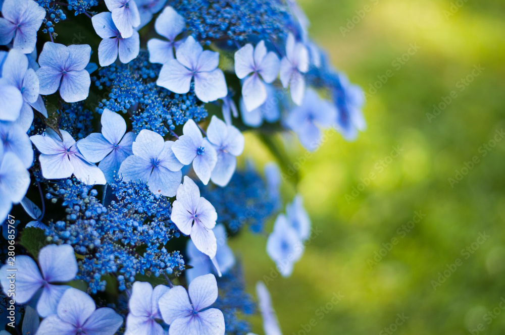 Blue hydrangea close up in a park / hortensia blossom with a shallow ...