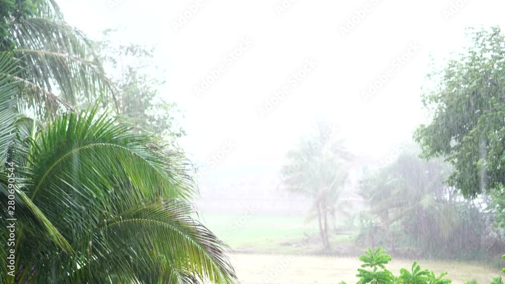 rain storm wind natural impact, trees in storm with rain falling in ...