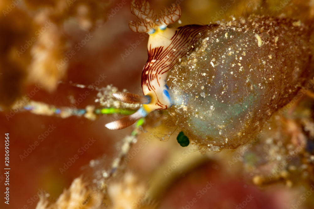 Lined Nembrotha, Nembrotha lineolata is a species of nudibranch, a sea ...