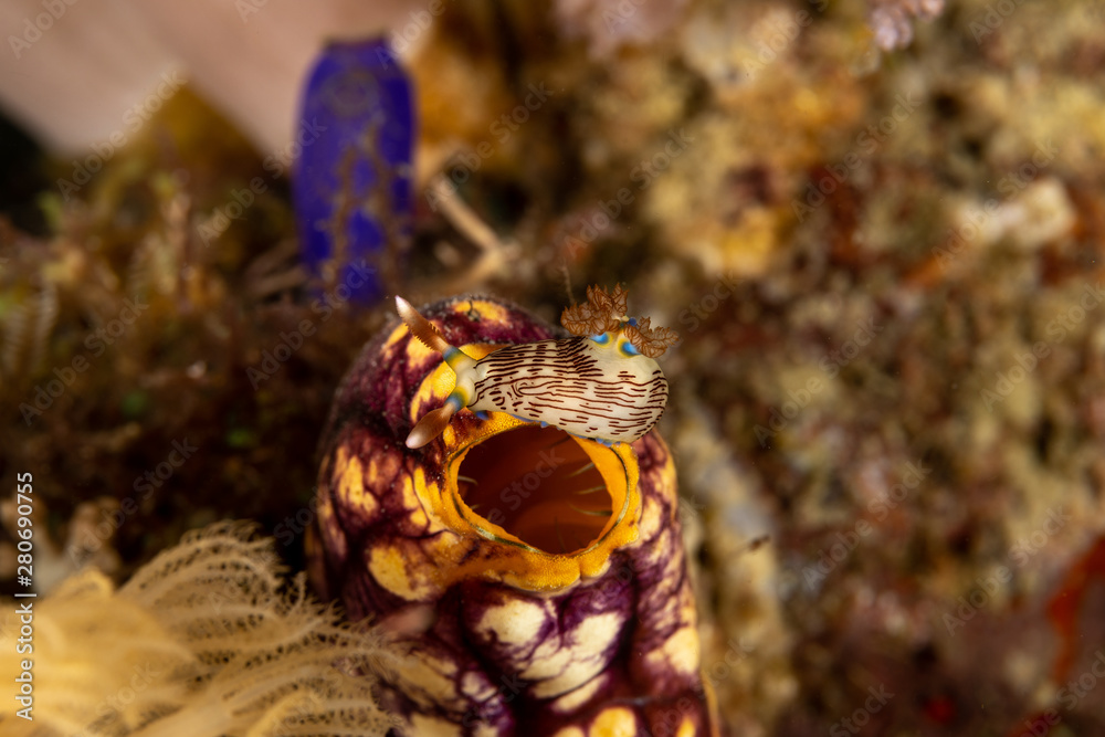 Lined Nembrotha, Nembrotha lineolata is a species of nudibranch, a sea ...