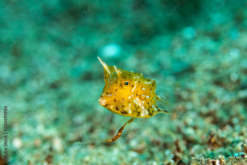 Longhorn cowfish, Lactoria cornuta, also called the horned boxfish, is ...