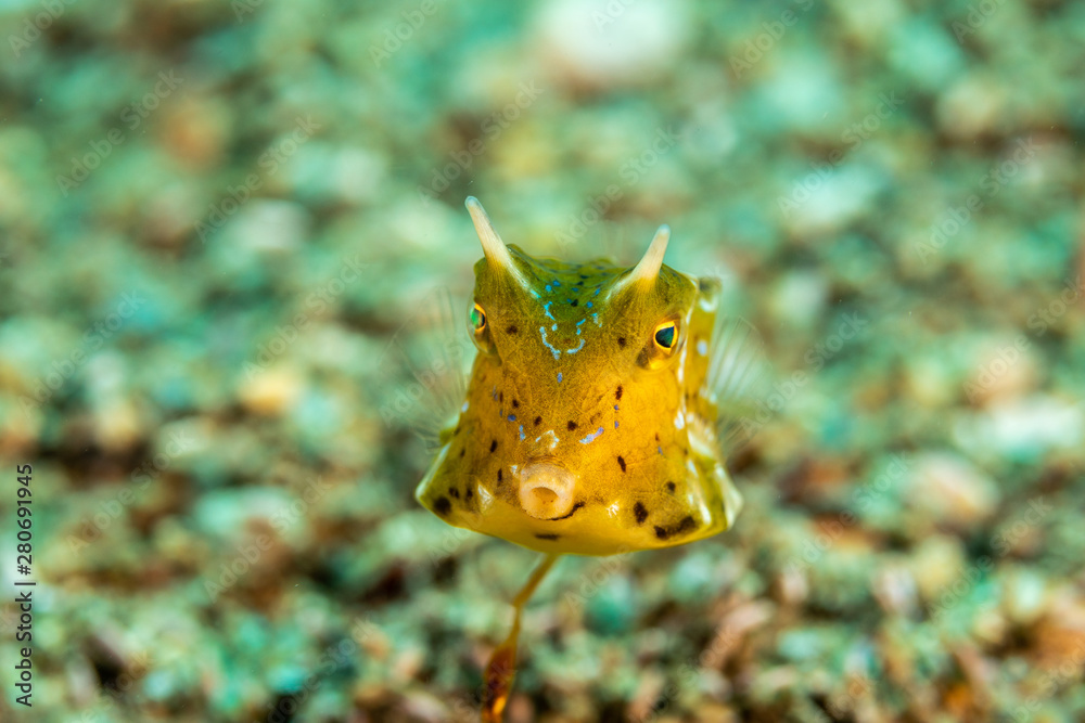 Longhorn cowfish, Lactoria cornuta, also called the horned boxfish, is ...