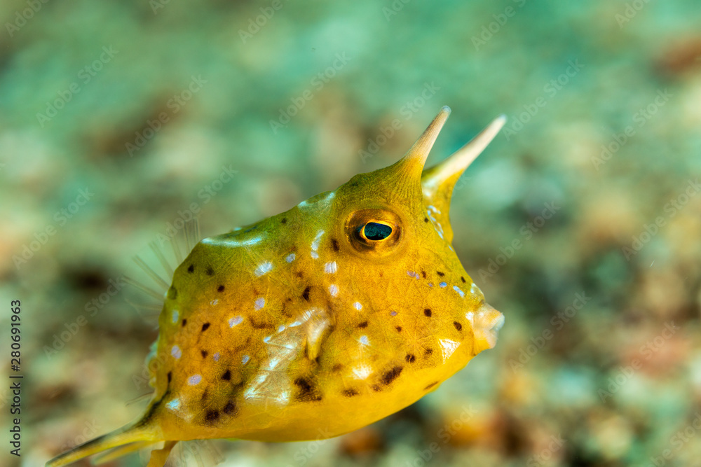 Longhorn cowfish, Lactoria cornuta, also called the horned boxfish, is ...