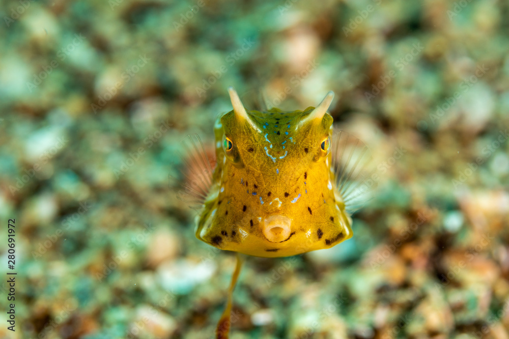 Longhorn cowfish, Lactoria cornuta, also called the horned boxfish, is ...