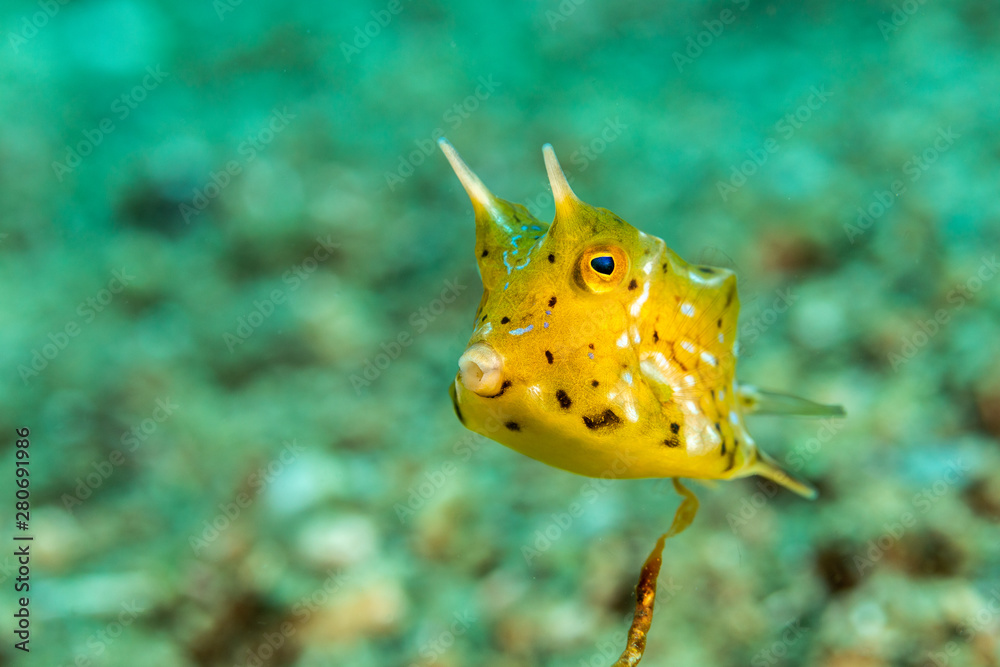 Longhorn cowfish, Lactoria cornuta, also called the horned boxfish, is ...