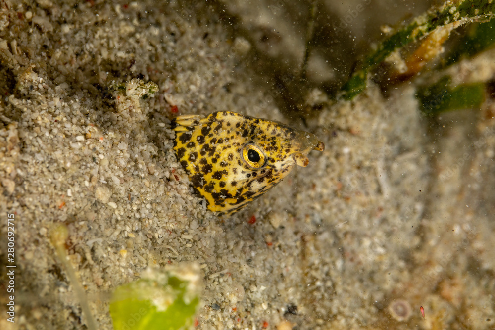 Marbled snake eel, Callechelys marmorata, is a benthic marine fish ...