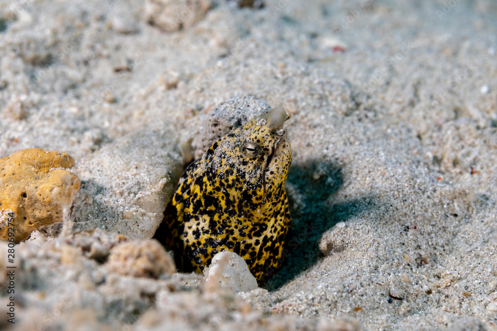 Marbled snake eel, Callechelys marmorata, is a benthic marine fish ...