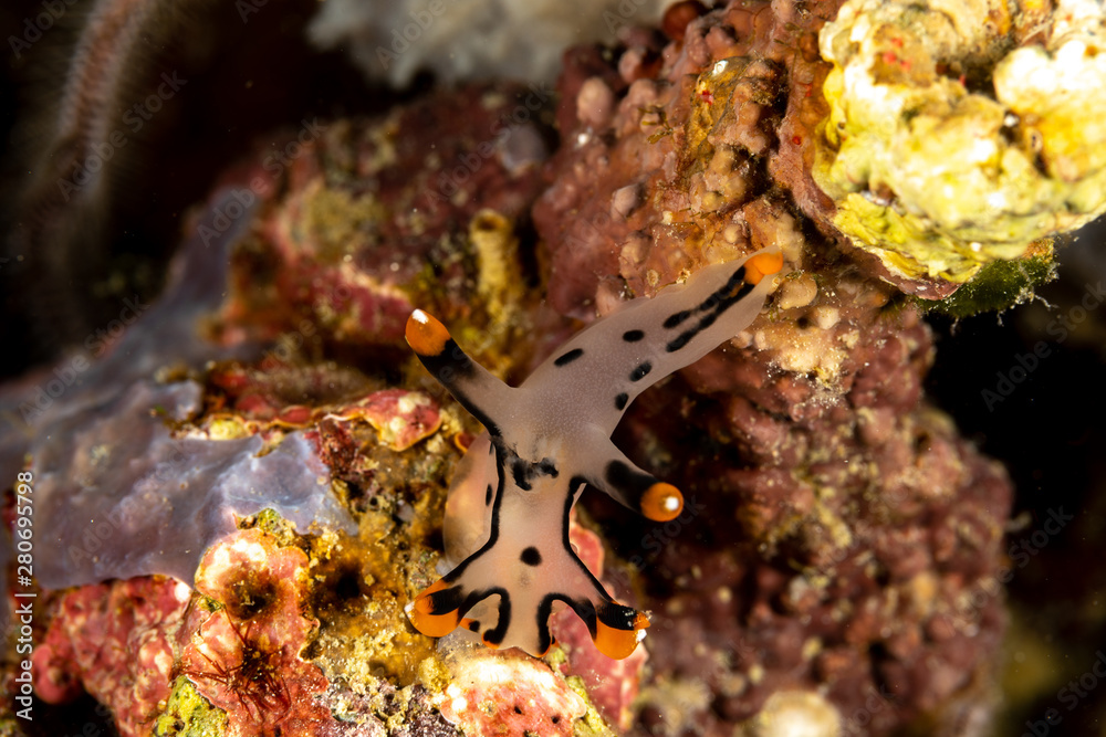 Foto de Painted Thecacera, Thecacera picta is a species of sea slug, a ...
