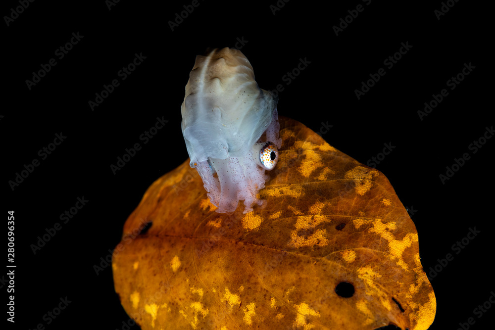 Paper nautilus, sitting on a leaf, Argonauta argo, the argonauts (genus ...