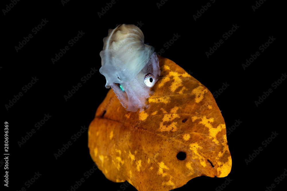 Paper nautilus, sitting on a leaf, Argonauta argo, the argonauts (genus ...