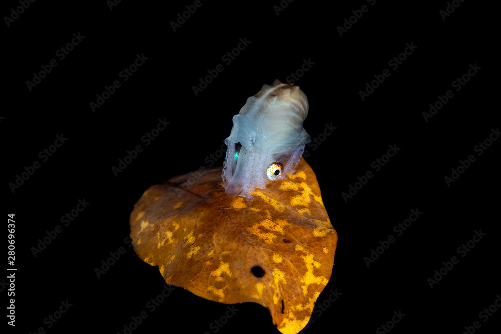 Paper nautilus, sitting on a leaf, Argonauta argo, the argonauts (genus ...