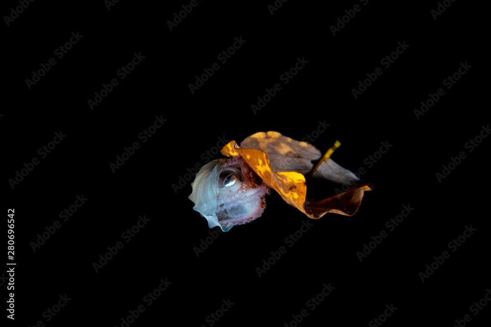 Paper nautilus, sitting on a leaf, Argonauta argo, the argonauts (genus ...