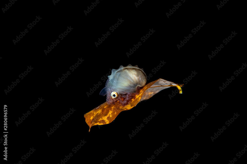 Paper nautilus, sitting on a leaf, Argonauta argo, the argonauts (genus ...