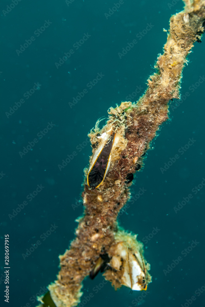 Pelagic gooseneck barnacle or smooth gooseneck barnacle, Lepas ...