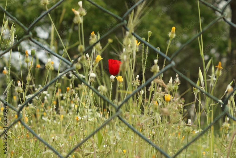 43/5000 Poppy flower between wires, wire mesh Stock Photo | Adobe Stock