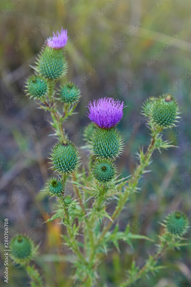 Cirsium vulgare, Spear thistle, Bull thistle, Common thistle, short ...