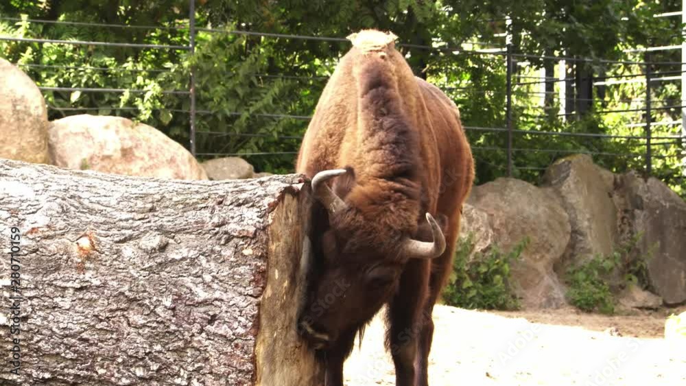 Animals and beautiful birds in zoo. Green summer trees, green tree ...