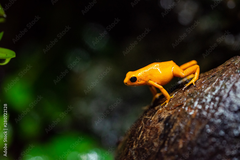 Red striped poison dart frog , ranitomeya amazonica. A poisonous small ...