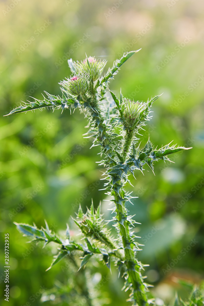Cirsium vulgare, Spear thistle, Bull thistle, Common thistle, short ...