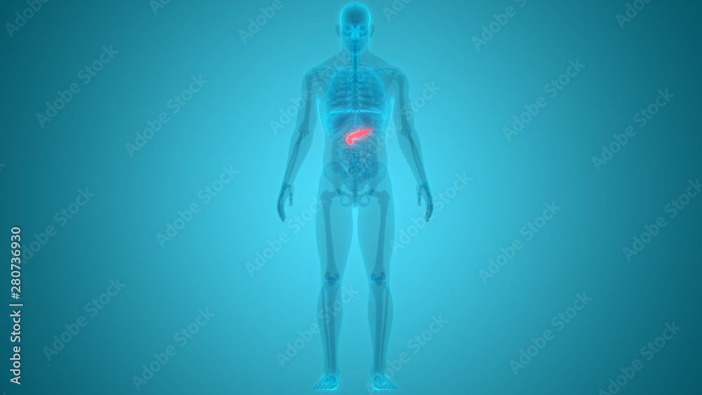 Human Pancreas Anatomy Anterior View Stock Illustration | Adobe Stock