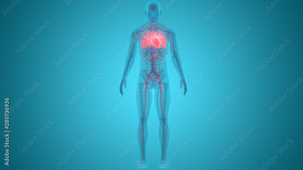 Human Circulatory System Heart Anatomy Stock Illustration | Adobe Stock