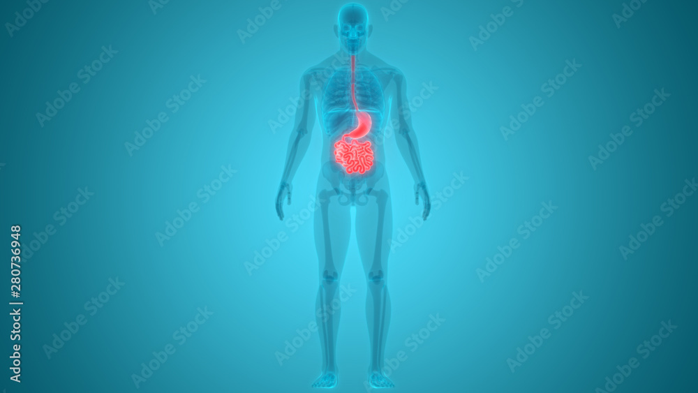 Human Digestive System Anatomy Stomach with Small Intestine Anterior ...