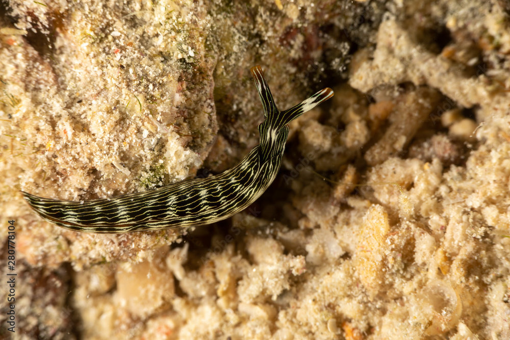 Sapsucking Slug, Thuridilla gracilis is a species of sea slug, a ...