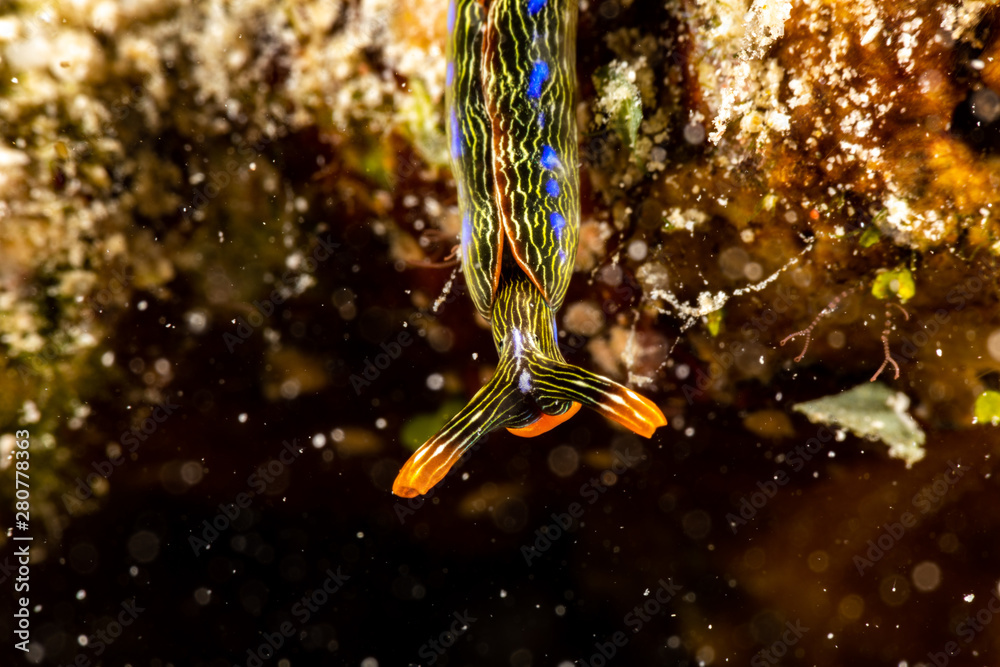 Sapsucking Slug, Thuridilla gracilis is a species of sea slug, a ...
