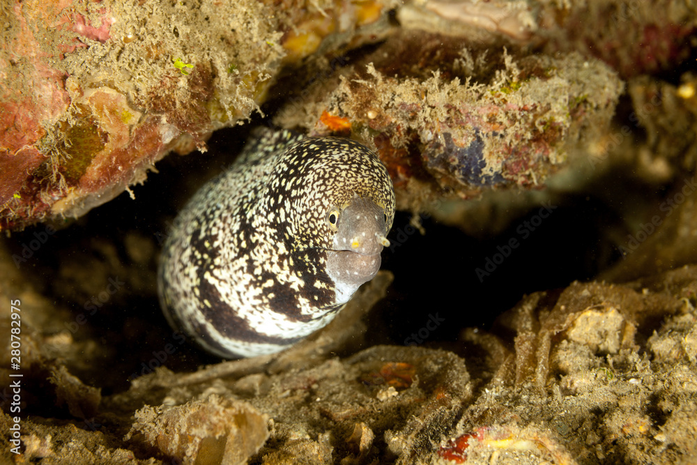 The snowflake moray (Echidna nebulosa) also known as the clouded moray ...