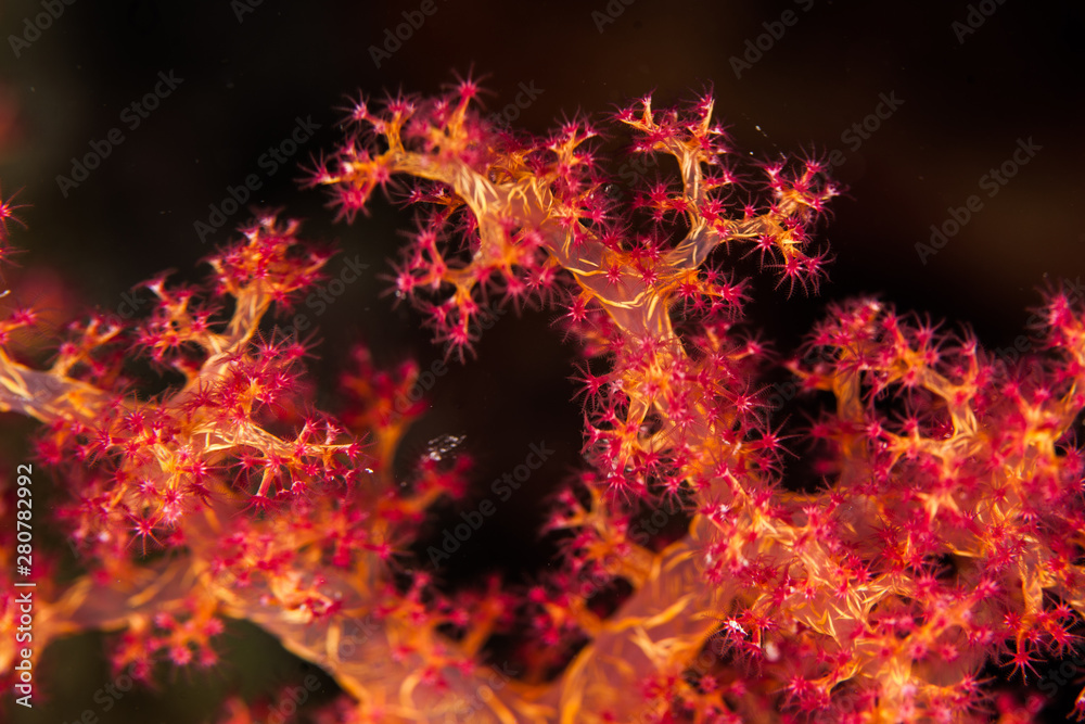 Dendronephthya hemprichi is a common soft coral found from Red Sea to ...