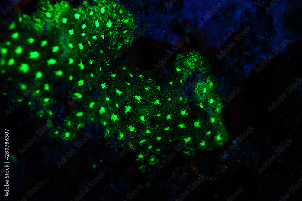 Fluorescence, Coral reefs are built from stony corals, which in turn ...