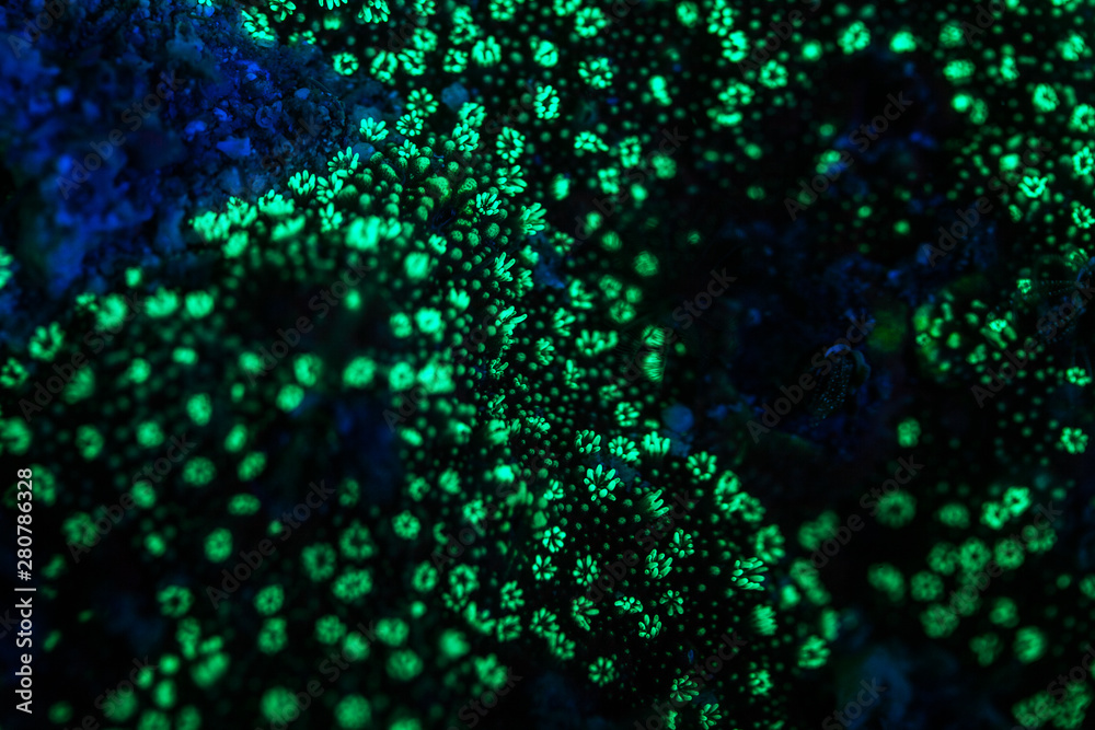 Fluorescence, Coral reefs are built from stony corals, which in turn ...