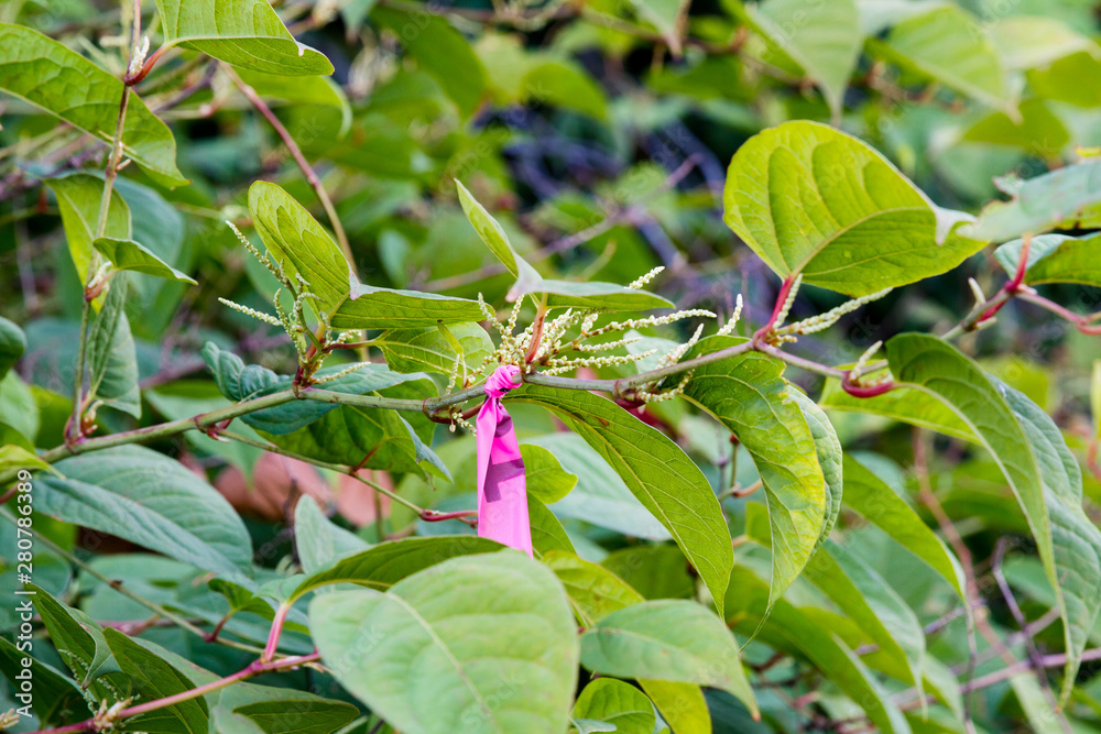 A pink ribbon marks a knotweed plant in preparation for herbicide ...