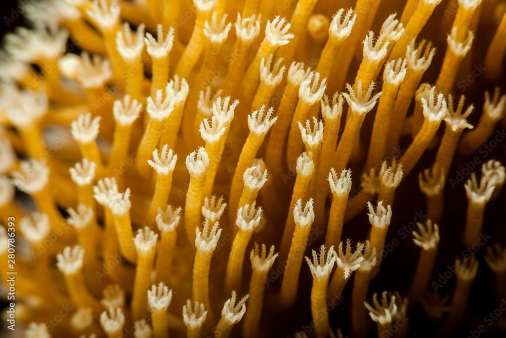 Coral reefs are built from stony corals, which in turn consist of ...