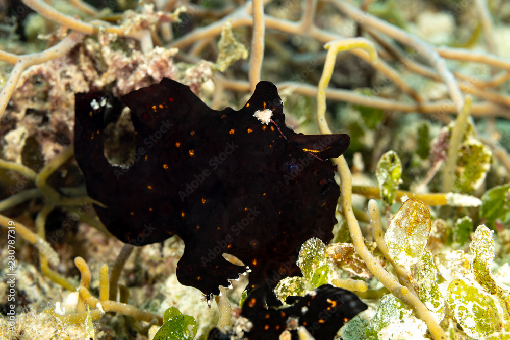 The painted frogfish or spotted frogfish, Antennarius pictus, is a ...