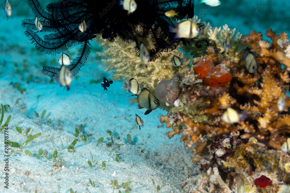 Two-stripe damselfish, reticulate dascyllus, Dascyllus reticulatus ...