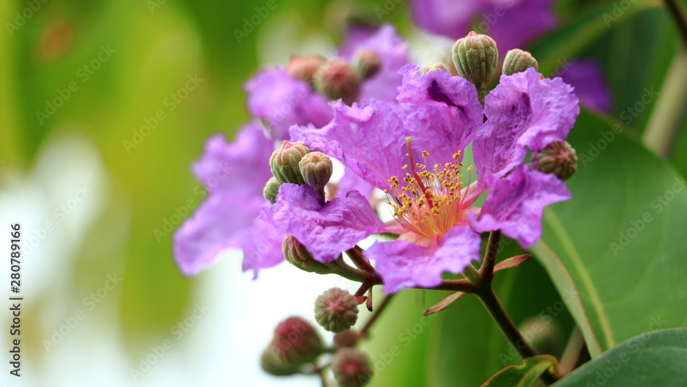 Closeup Queen's Flower or Inthanin flower in Thailand and Lagerstroemia ...