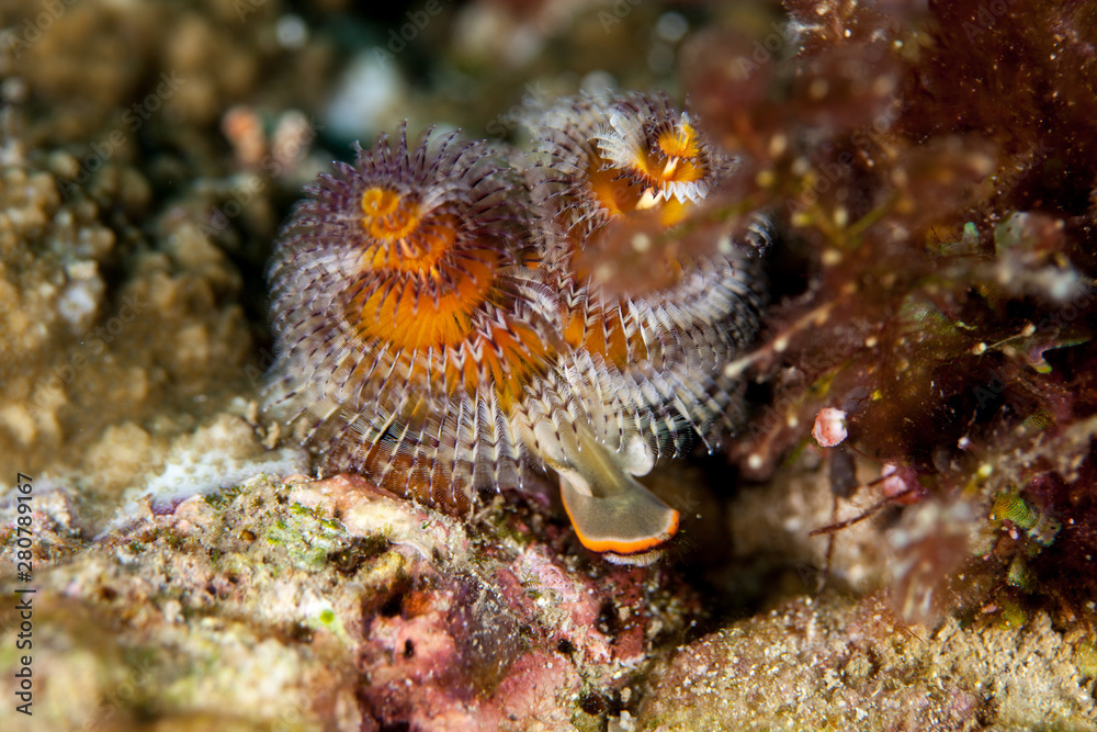 Spirobranchus giganteus, commonly known as Christmas tree worms Stock ...
