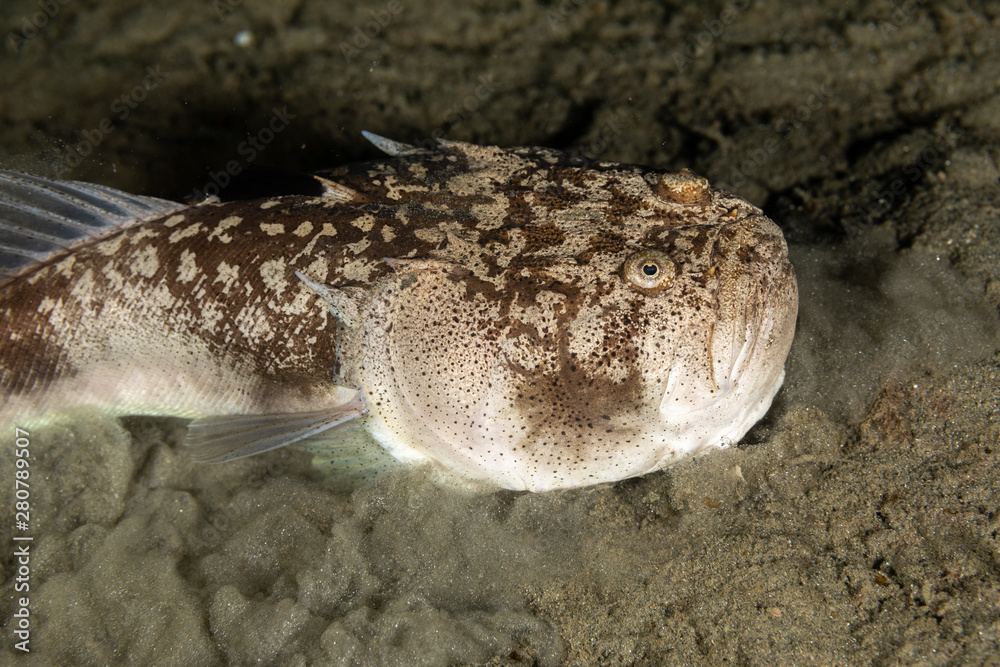 Whitemargin stargazer is a fish of family Uranoscopidae, widespread in ...