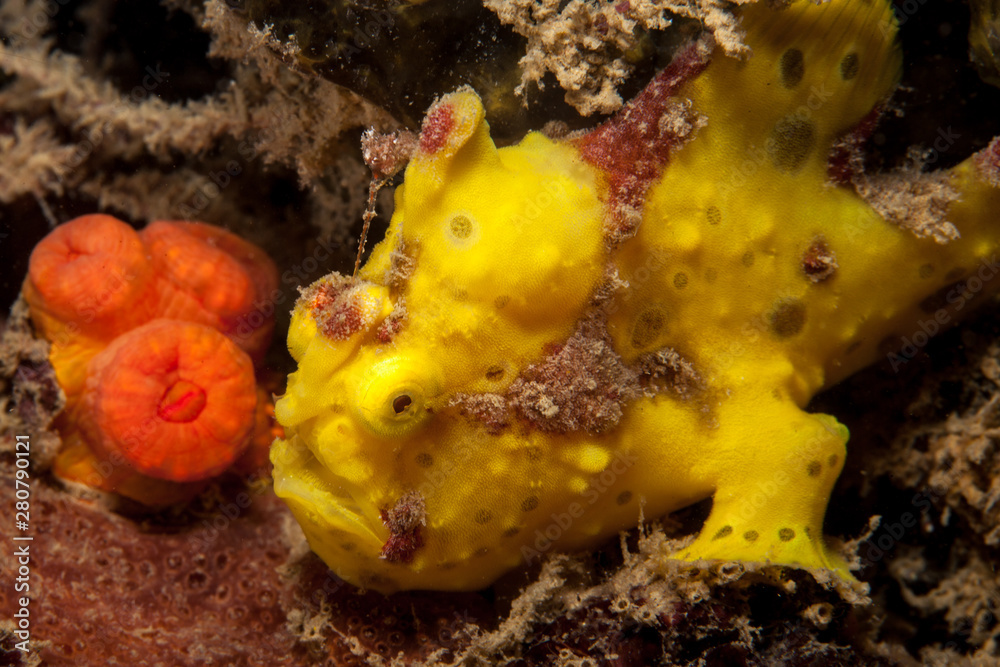 Clown Frogfish