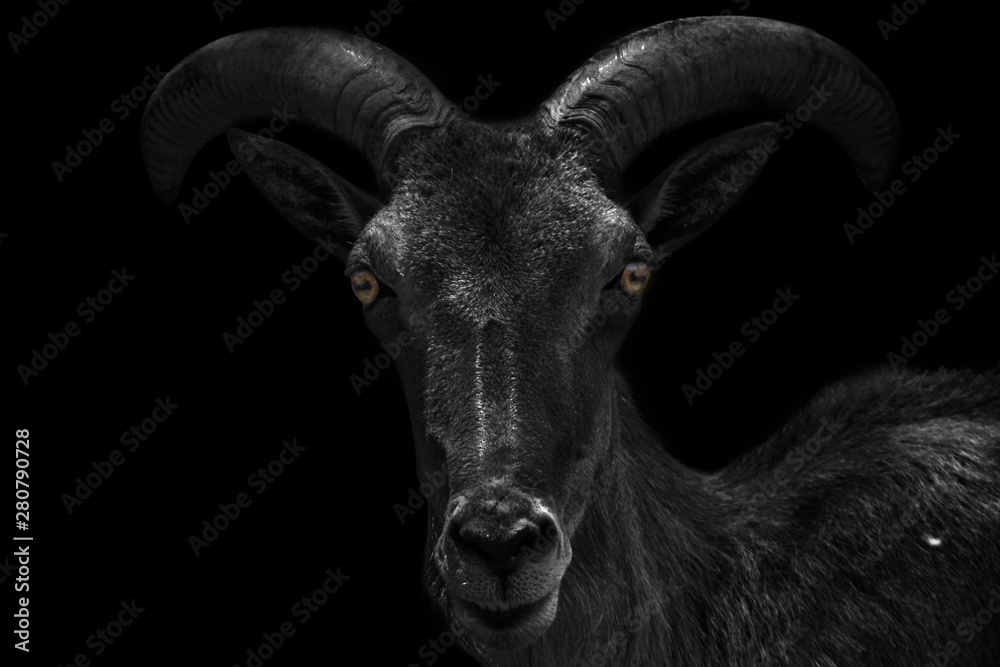 Close-up portrait of a very dark and scary looking capricorn isolated ...