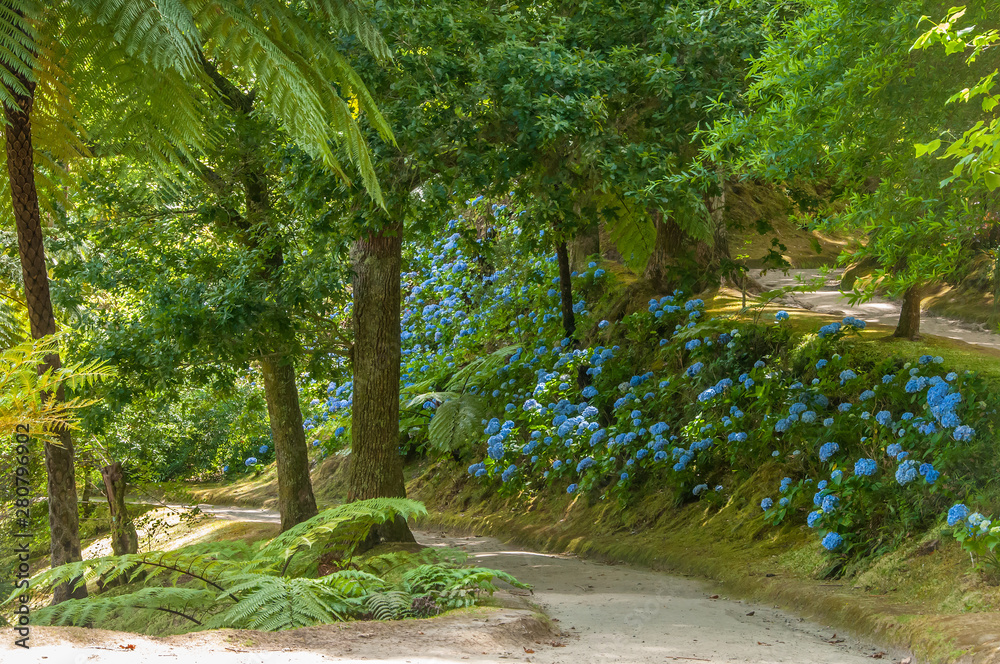 Foto de Terra Nostra Park in the Azores is a large botanical garden ...