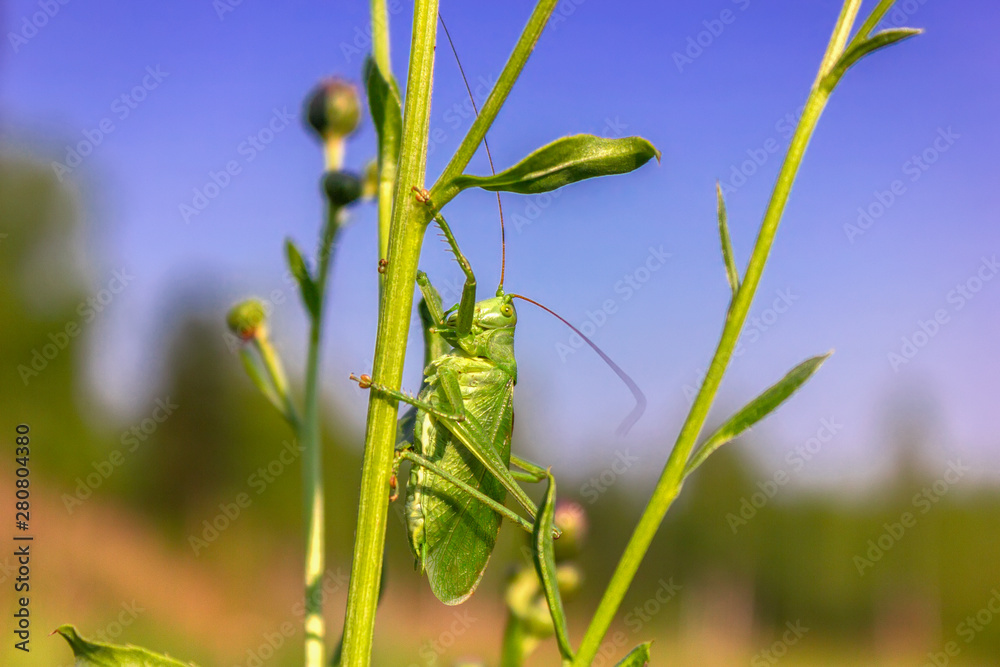 Grasshopper green, or grasshopper ordinary - a type of insects from the ...
